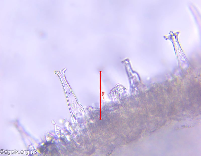 Microscopic Mycology